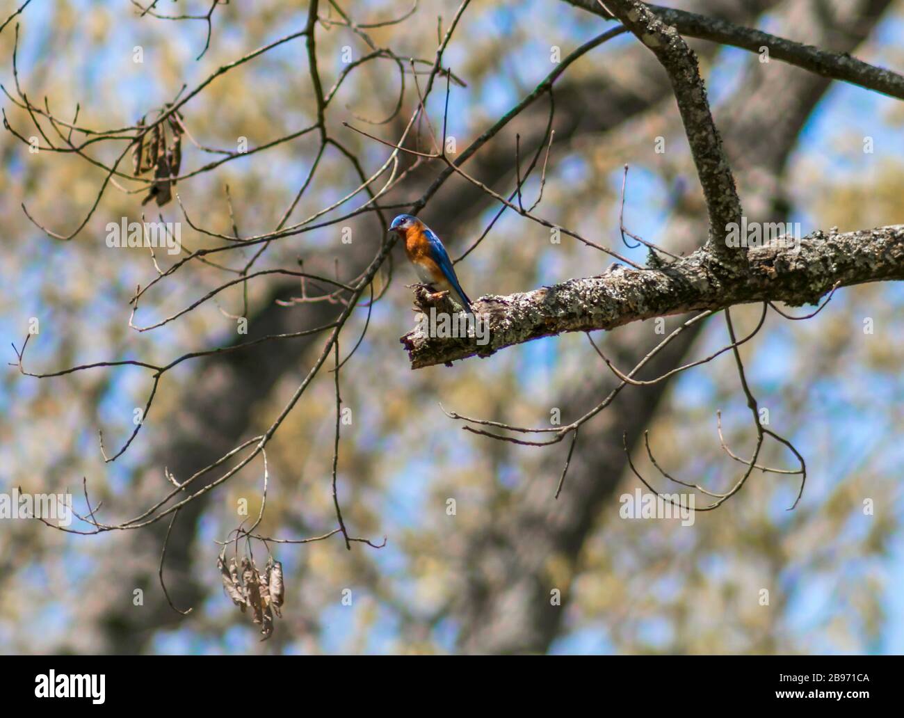 Blue birds eastern bluebird hi-res stock photography and images - Alamy