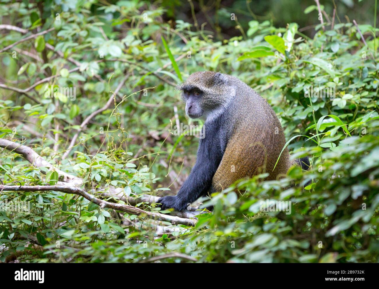 Wild squirrel in thailand sitting hi-res stock photography and images ...