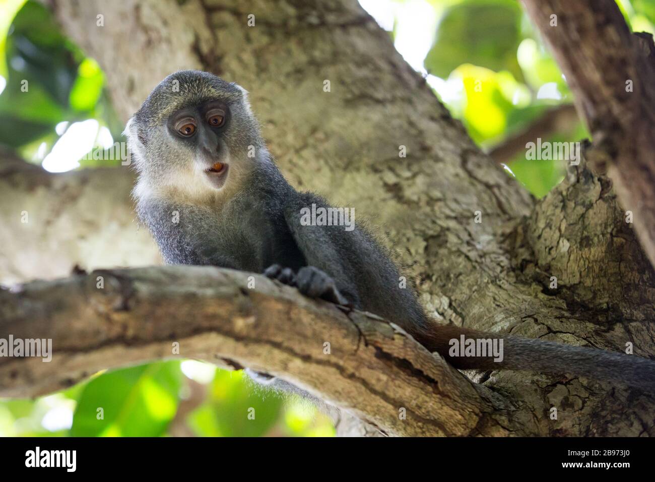 funny monkey sit on tree brunch Stock Photo - Alamy