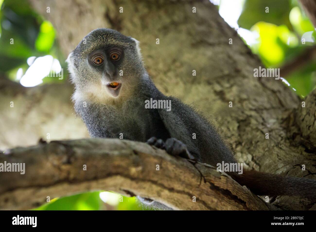 funny monkey on tree branch in forest, zanzibar Stock Photo - Alamy
