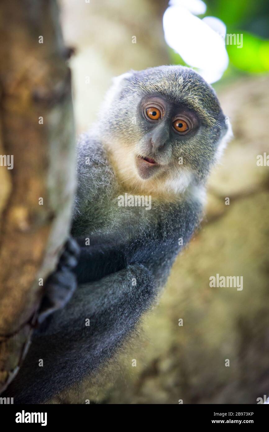 Curious monkey look from behind a tree in the forest Stock Photo - Alamy