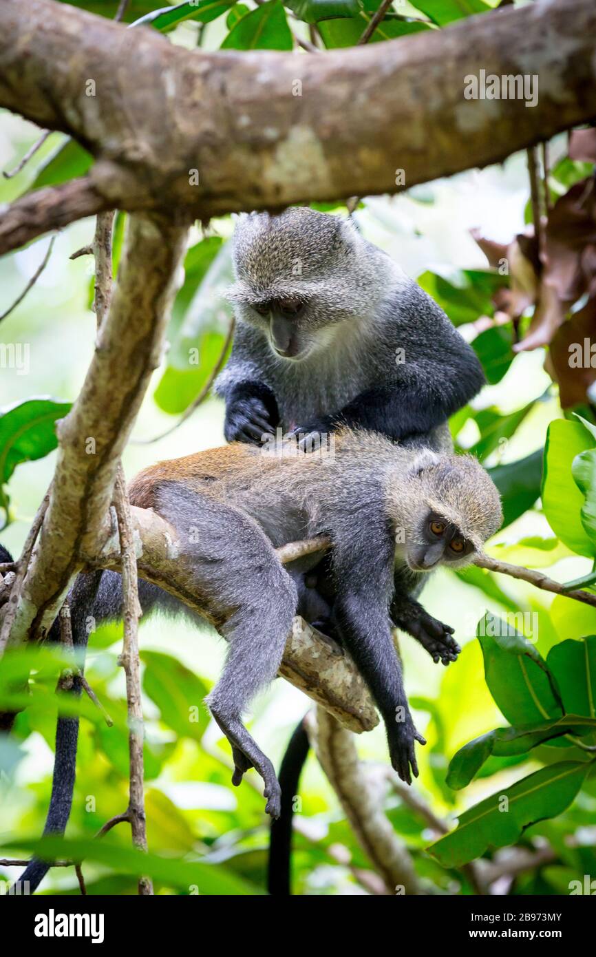 Two monkeys on branch hi-res stock photography and images - Alamy