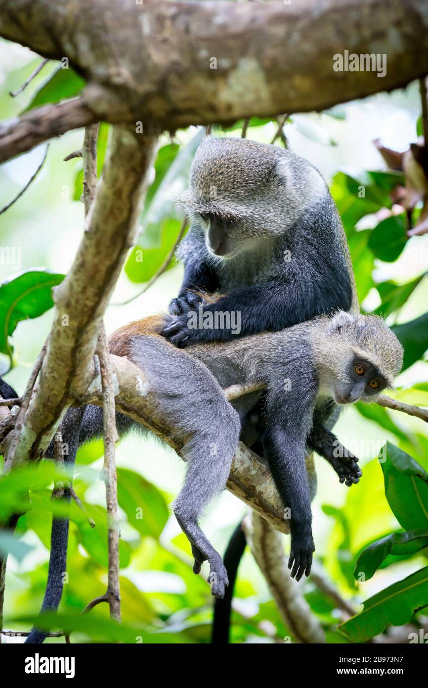 two monkeys on tree in jungle, zanzibar Stock Photo - Alamy