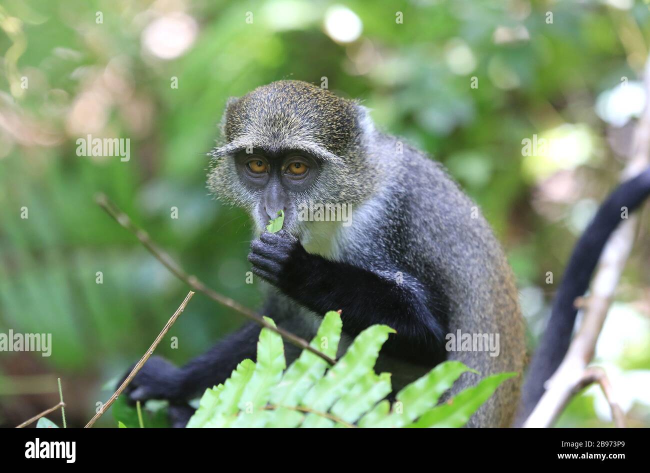 Monkey eat hi-res stock photography and images - Alamy