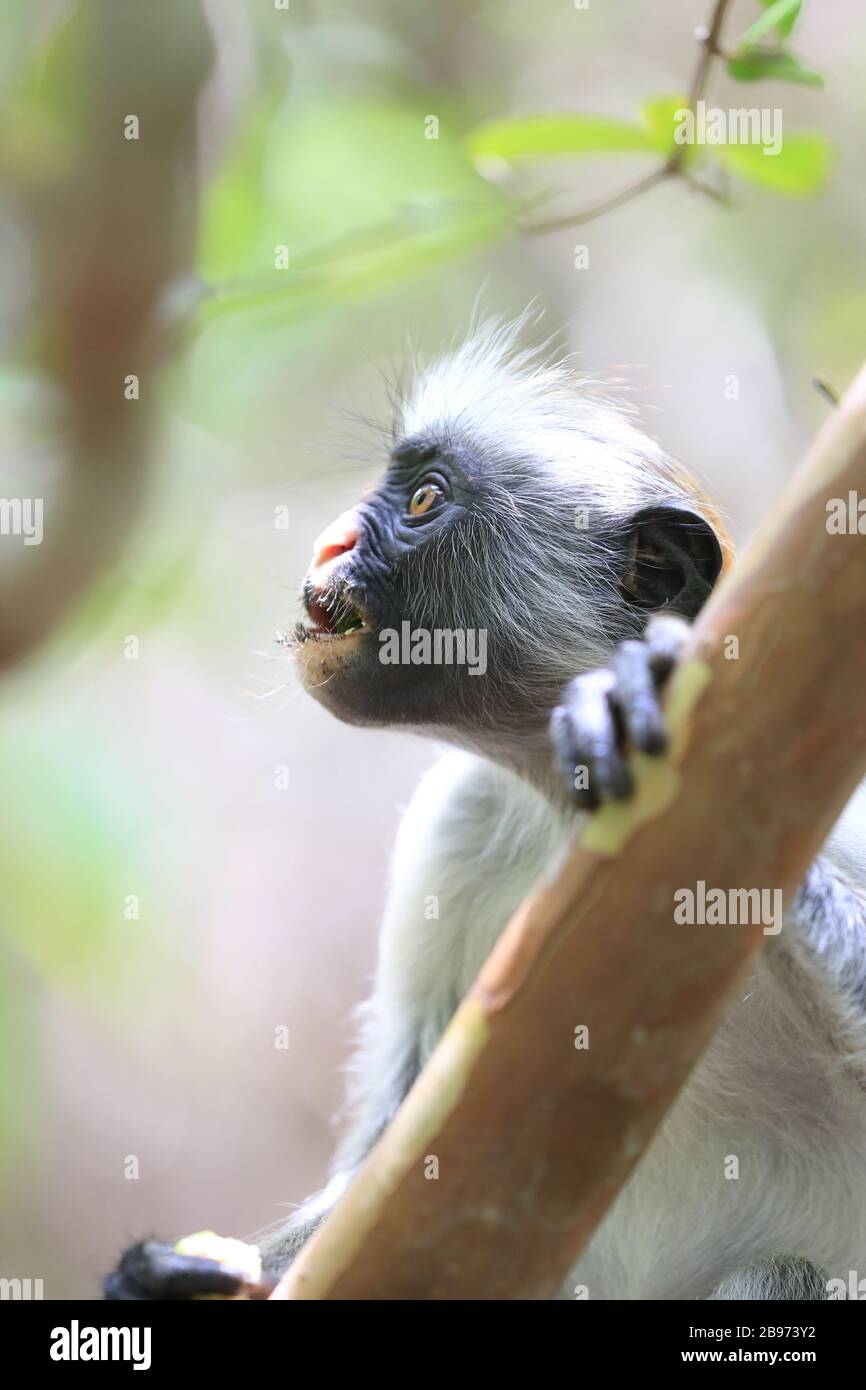 Red colobus monkey in jungle, Zanzibar Stock Photo - Alamy