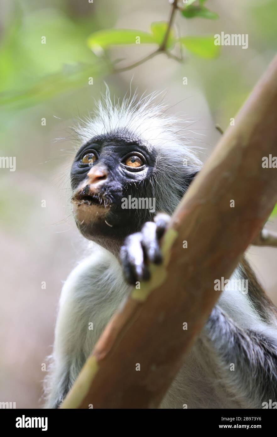 Colobus badius hi-res stock photography and images - Alamy