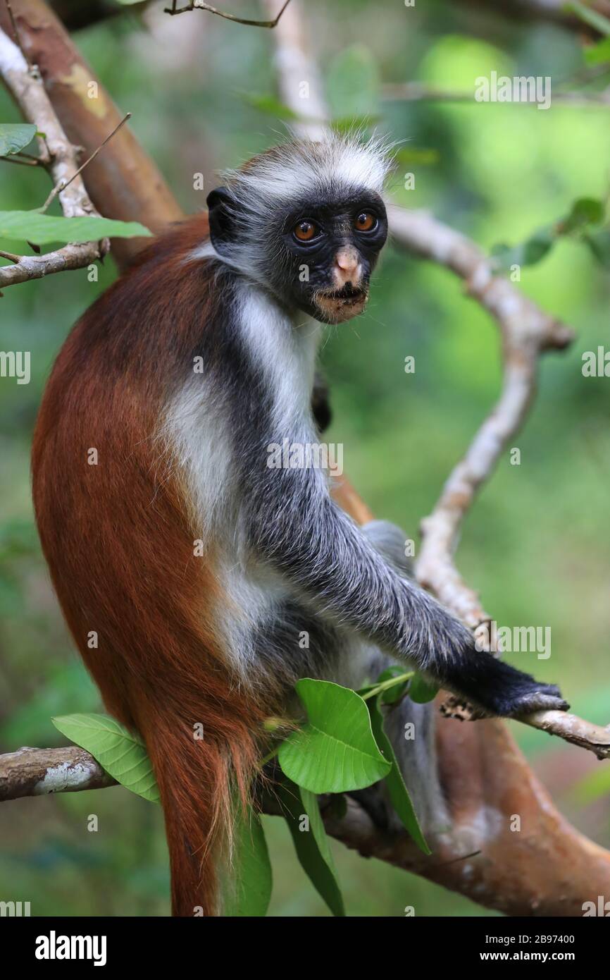 Red Colobus monkeya among green branches in Jungle Stock Photo - Alamy