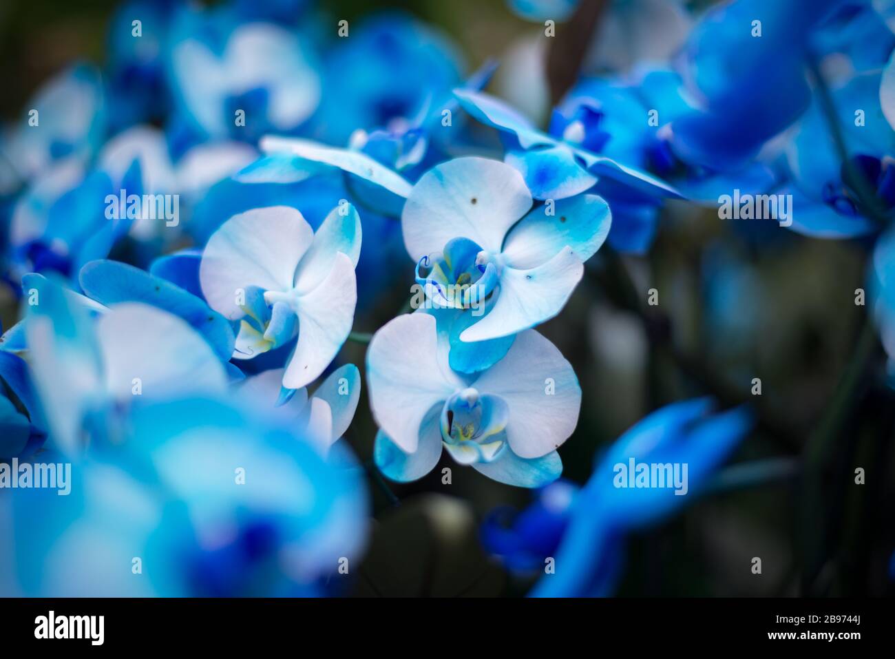 Dyed blue phalaenopsis hi-res stock photography and images - Alamy