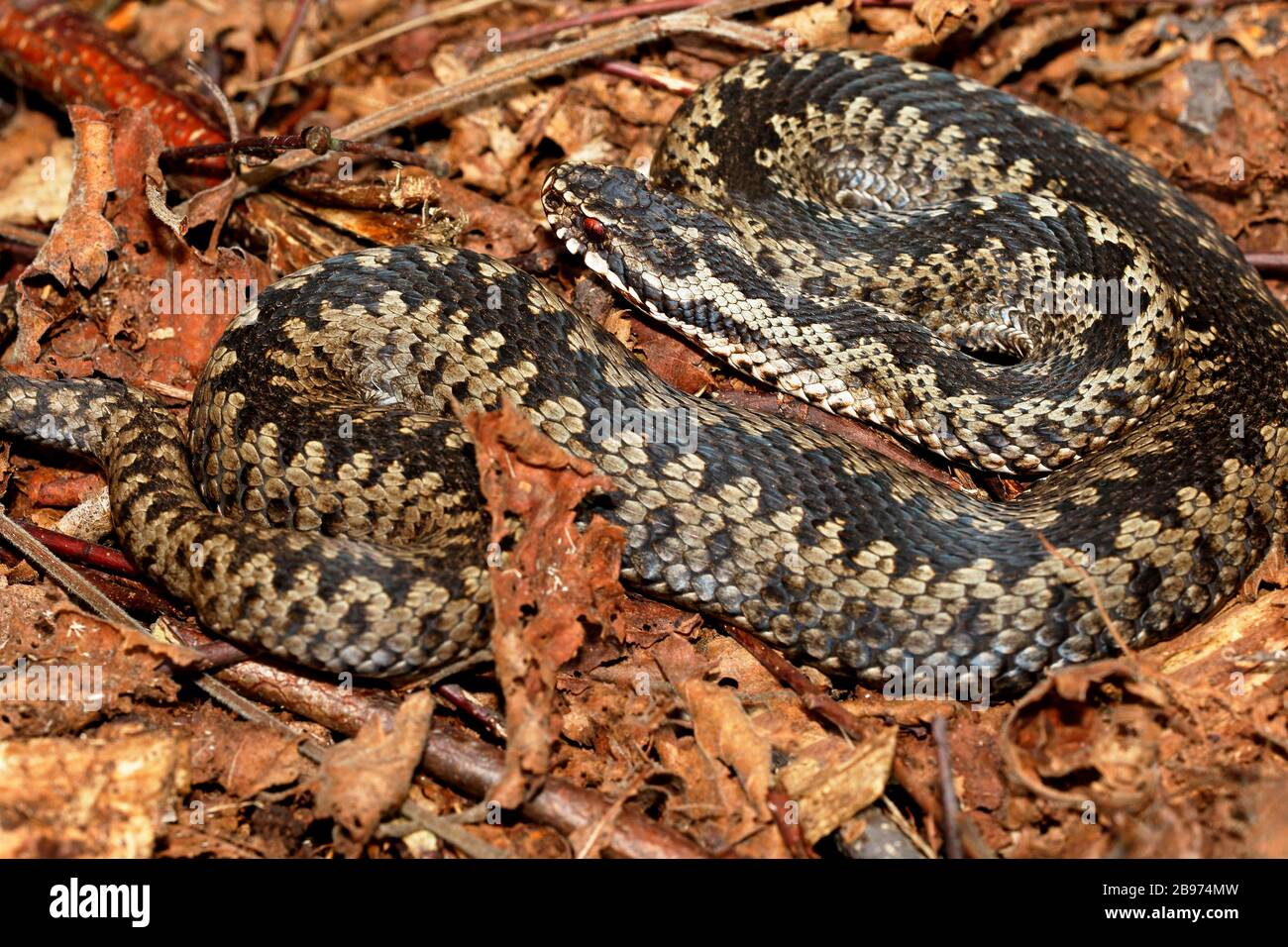 Common European viper (Vipera berus) sunning herself in her hiding ...