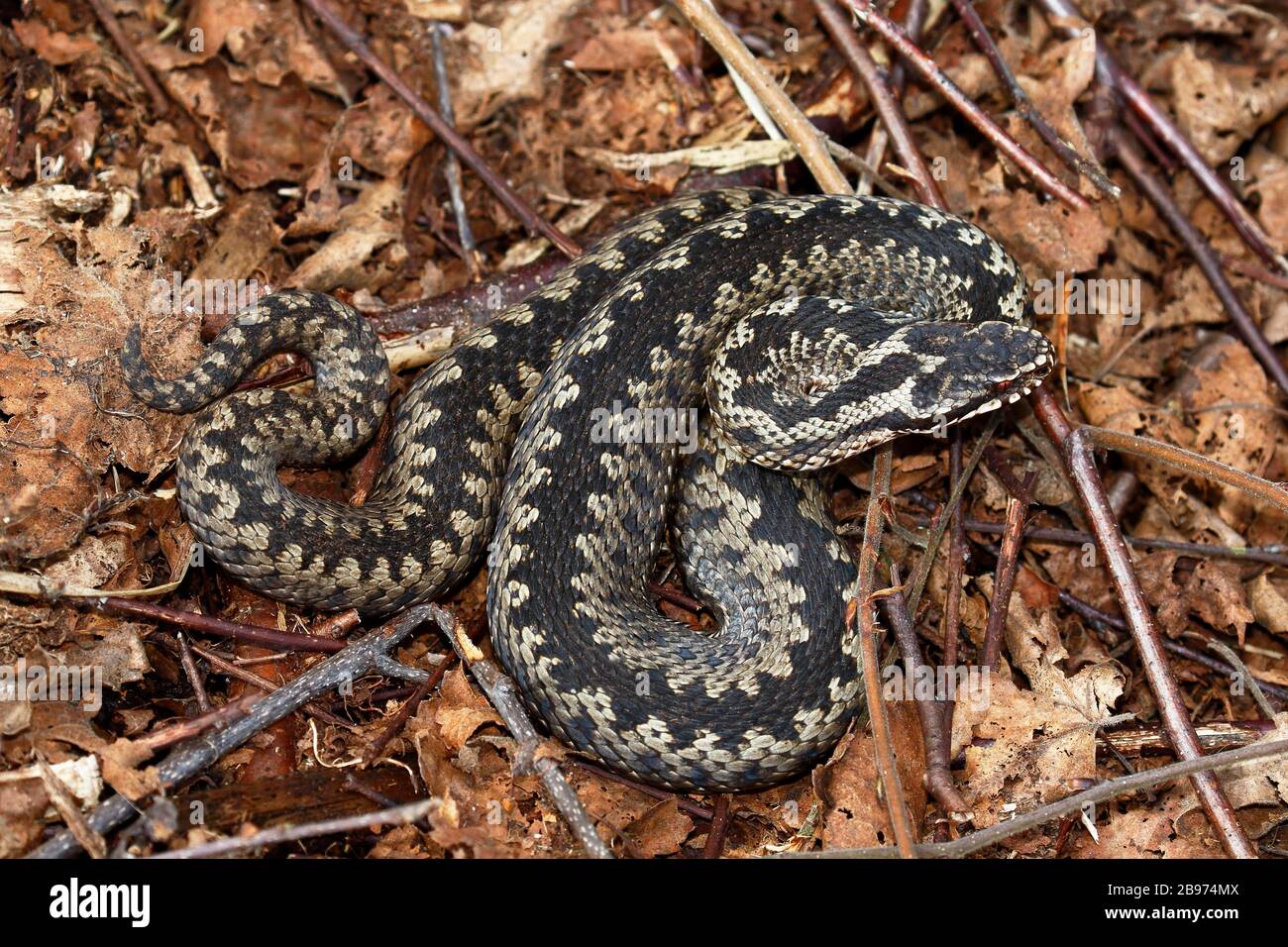 Common European viper (Vipera berus) sunning herself in her hiding ...