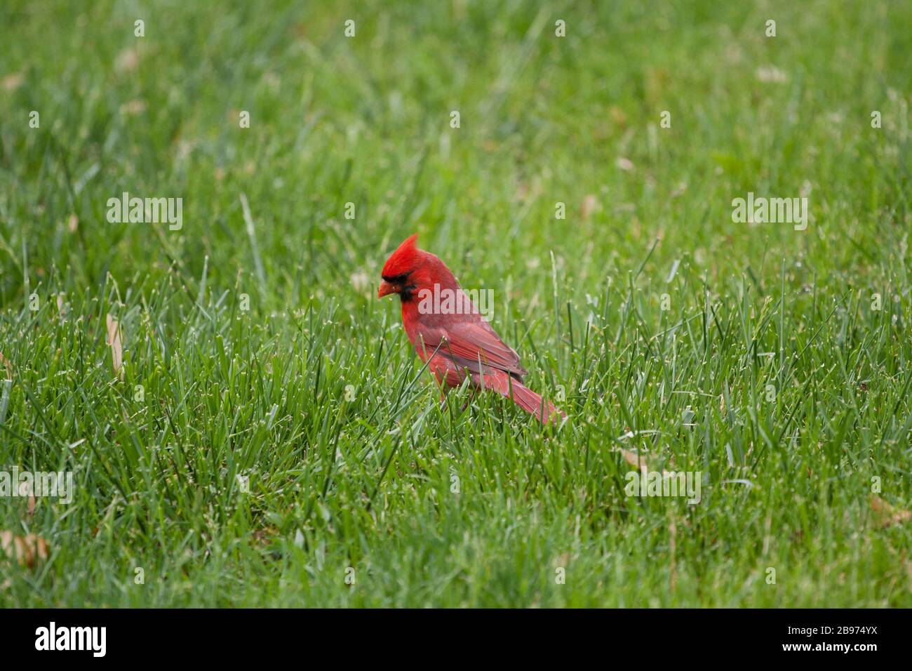 Male Cardinal Bird Stock Photo - Alamy