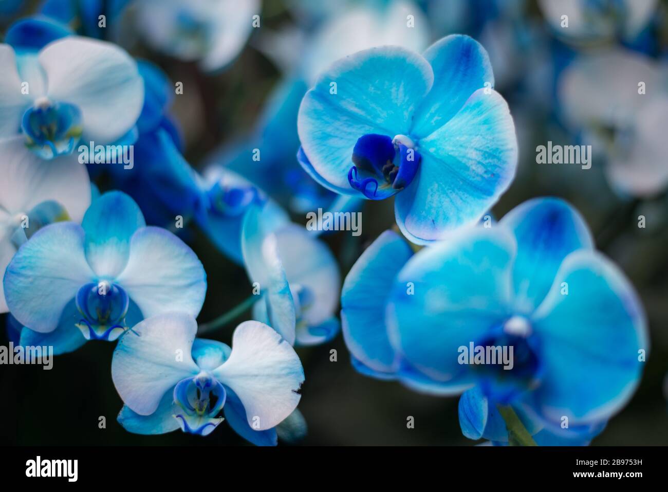 Blue Dyed Orchid Flowers in the Princess of Wales Conservatory, Royal ...