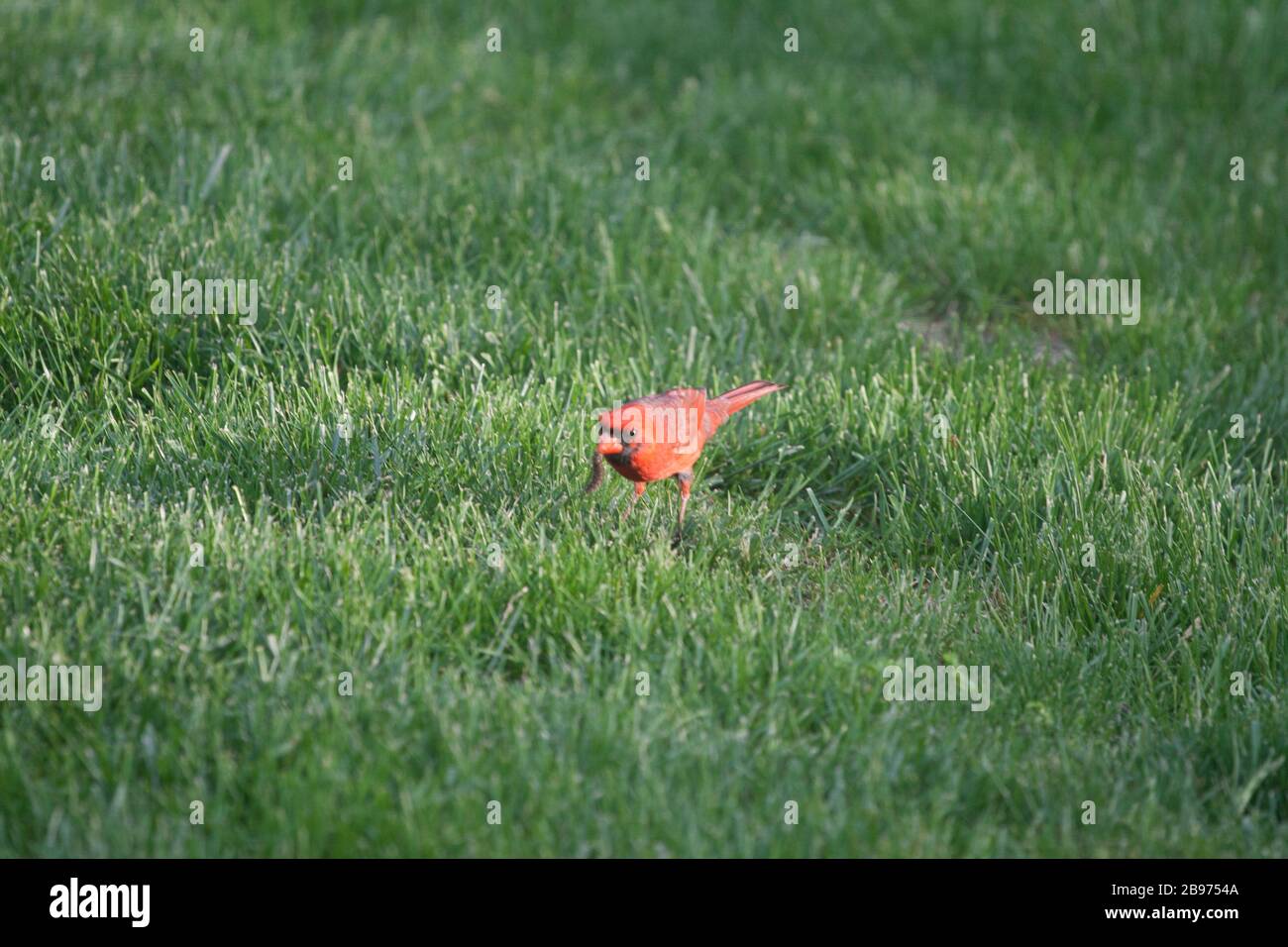 Male Cardinal Bird Stock Photo - Alamy