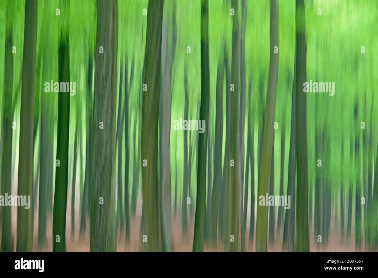 Deciduous forest with Common beeches (Fagus sylvatica) in spring, wipe ...