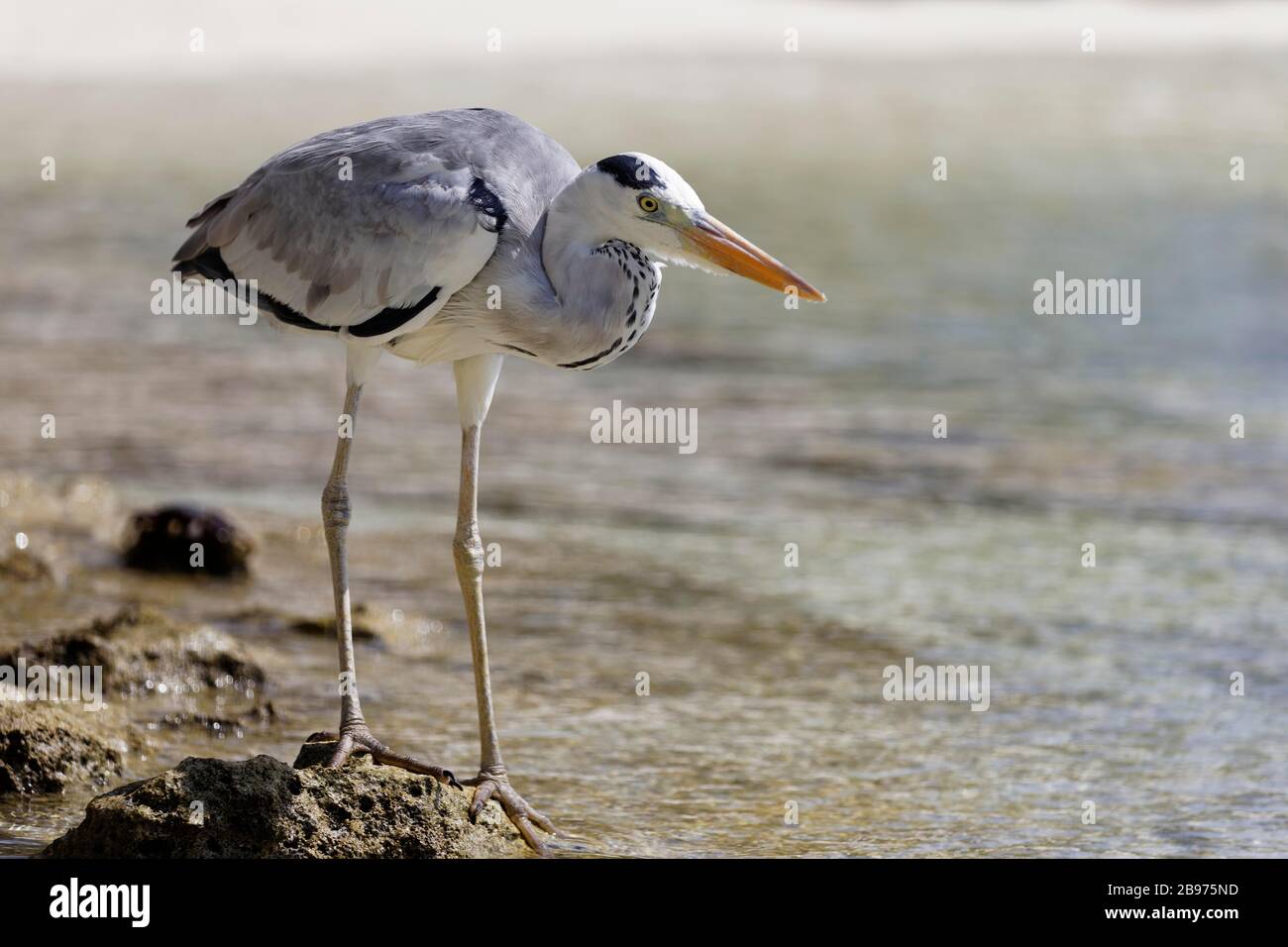 Grey heron, Fish heron (Ardea cinerea) on the beach, Summer Island ...