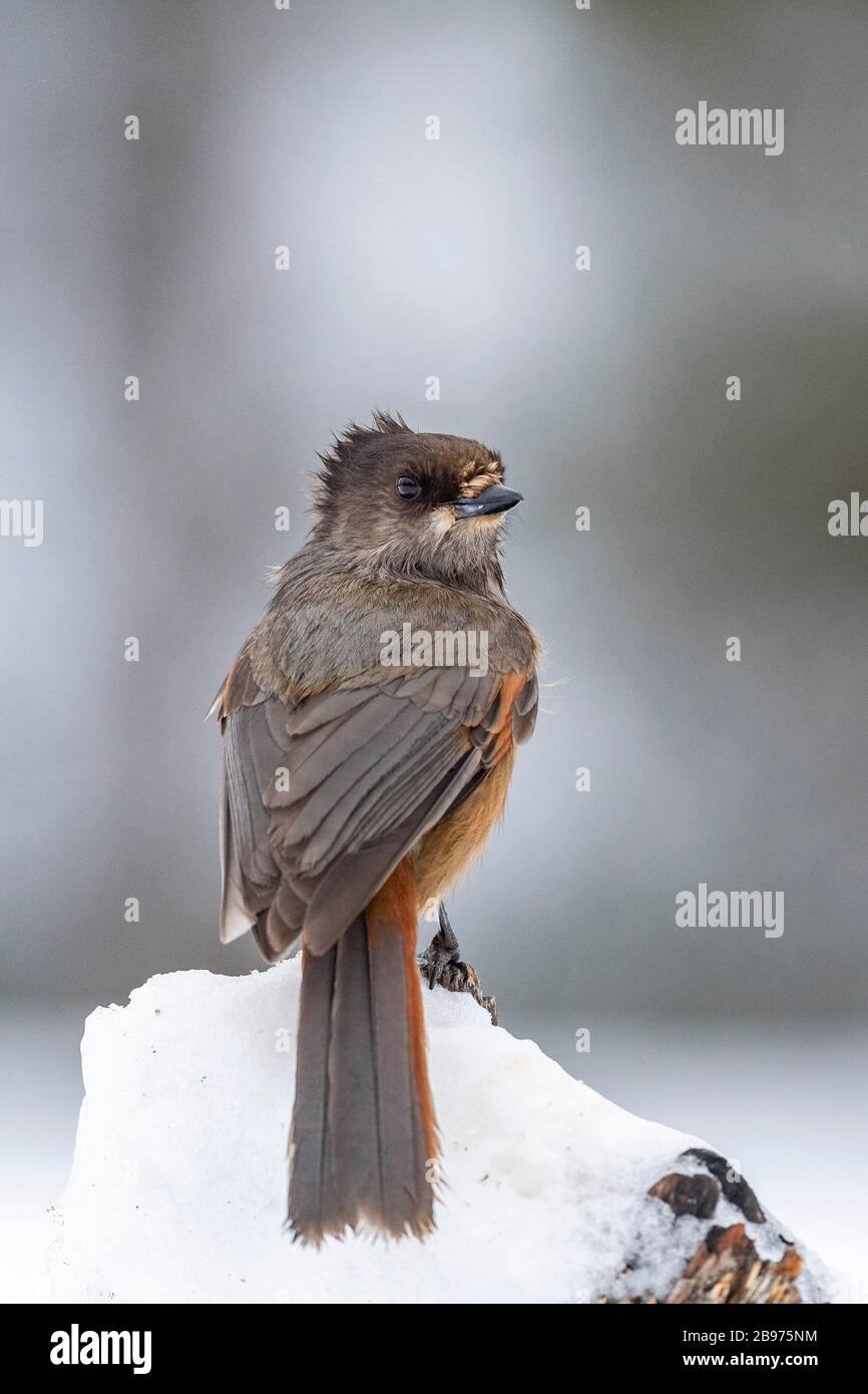 Siberian jay perisoreus infaustus sitting on snowy branch hi-res stock ...