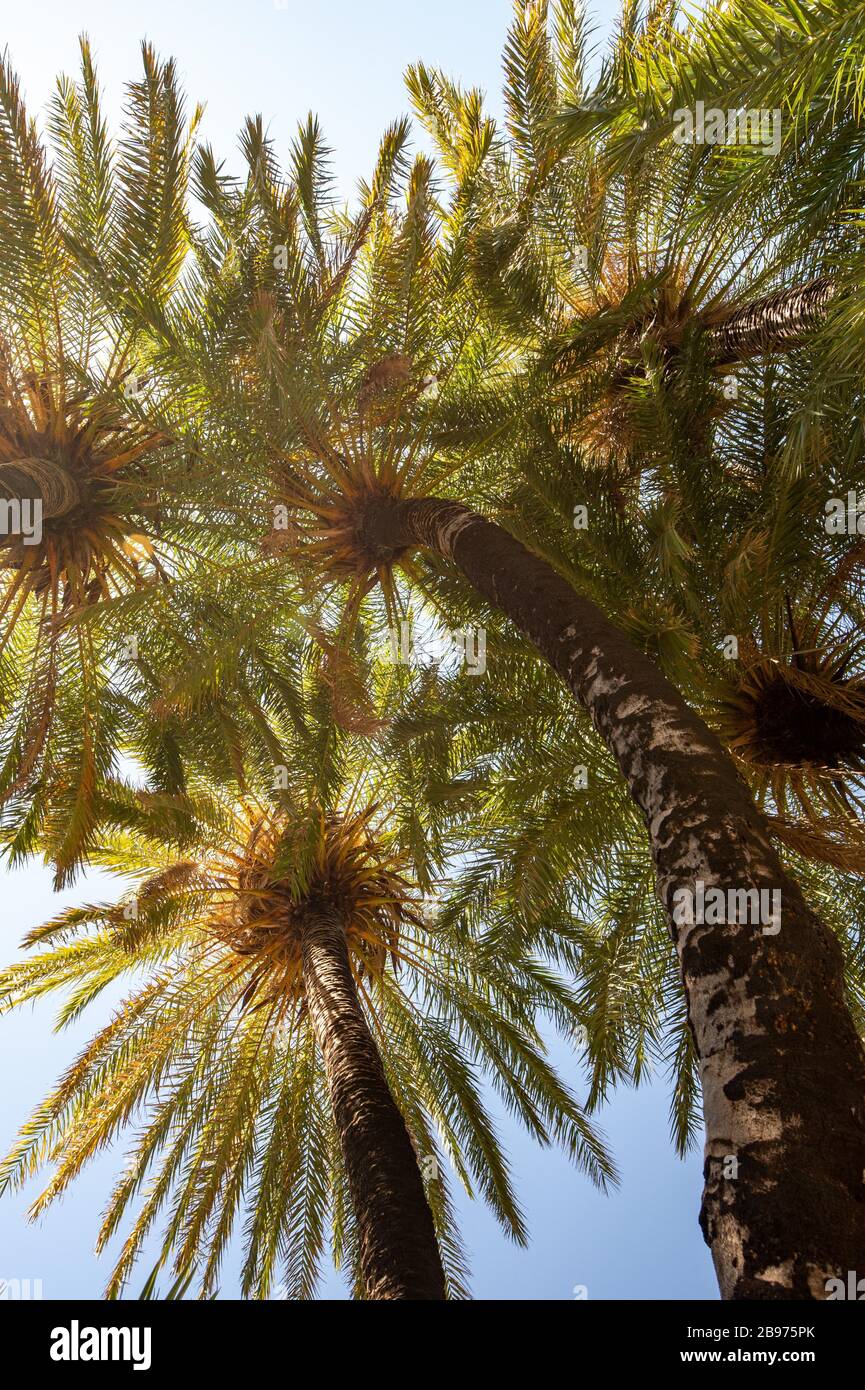 Palm trees in the Preveli gorge; Crete; Greece Stock Photo - Alamy
