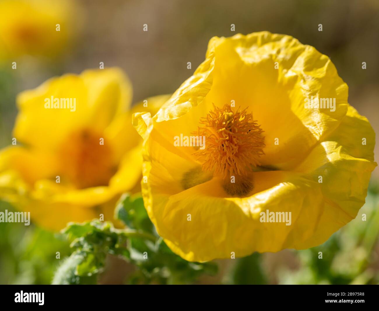 Yellow Welsh poppy (Meconopsis cambrica), Crete; Greece Stock Photo - Alamy