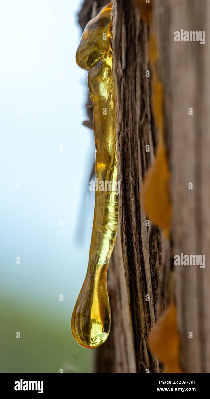 Resin dripping from the trunk of a pine tree; Crete; Greece Stock Photo ...