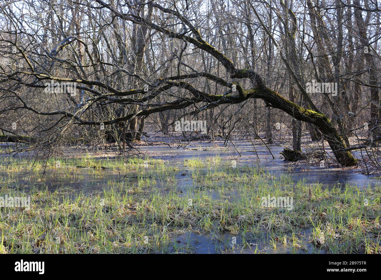 Bog in deep forest hi-res stock photography and images - Alamy
