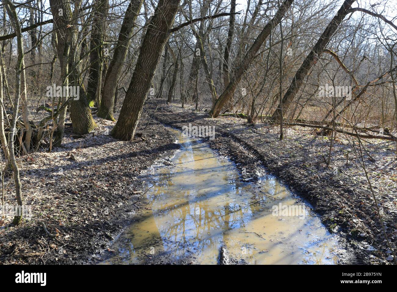 dirt road in deep forest in sunny spring day Stock Photo - Alamy