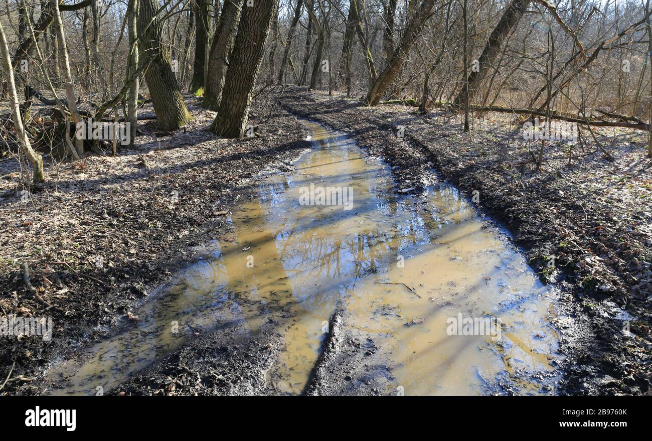 old dirt road in spring forest Stock Photo - Alamy