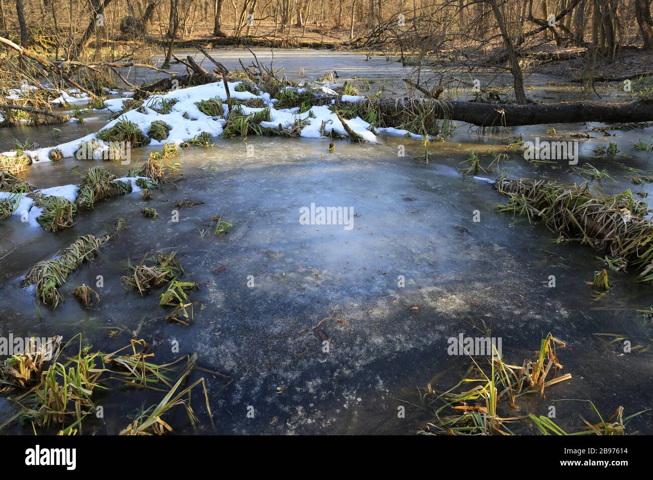 scene on bog under ice in spring forest Stock Photo - Alamy