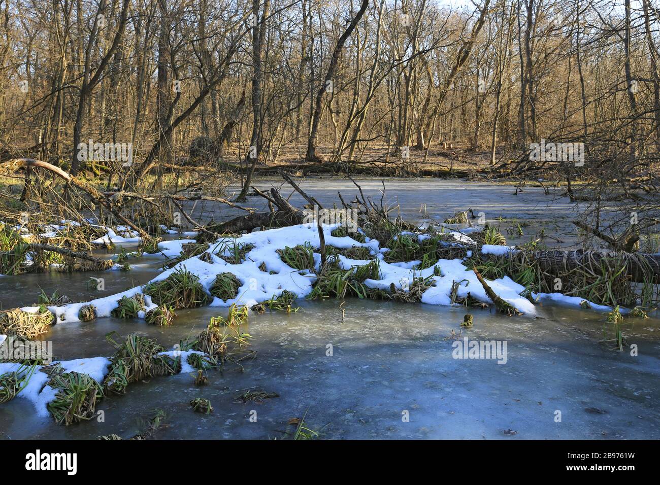 Scene with frozen bog and last snow in forest Stock Photo - Alamy