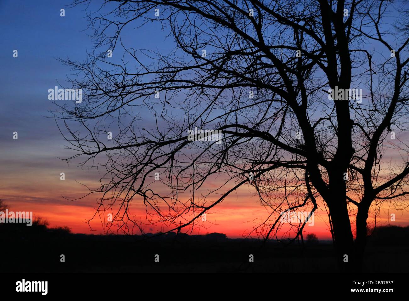 leafless tree in dusk on sunset sky background Stock Photo - Alamy