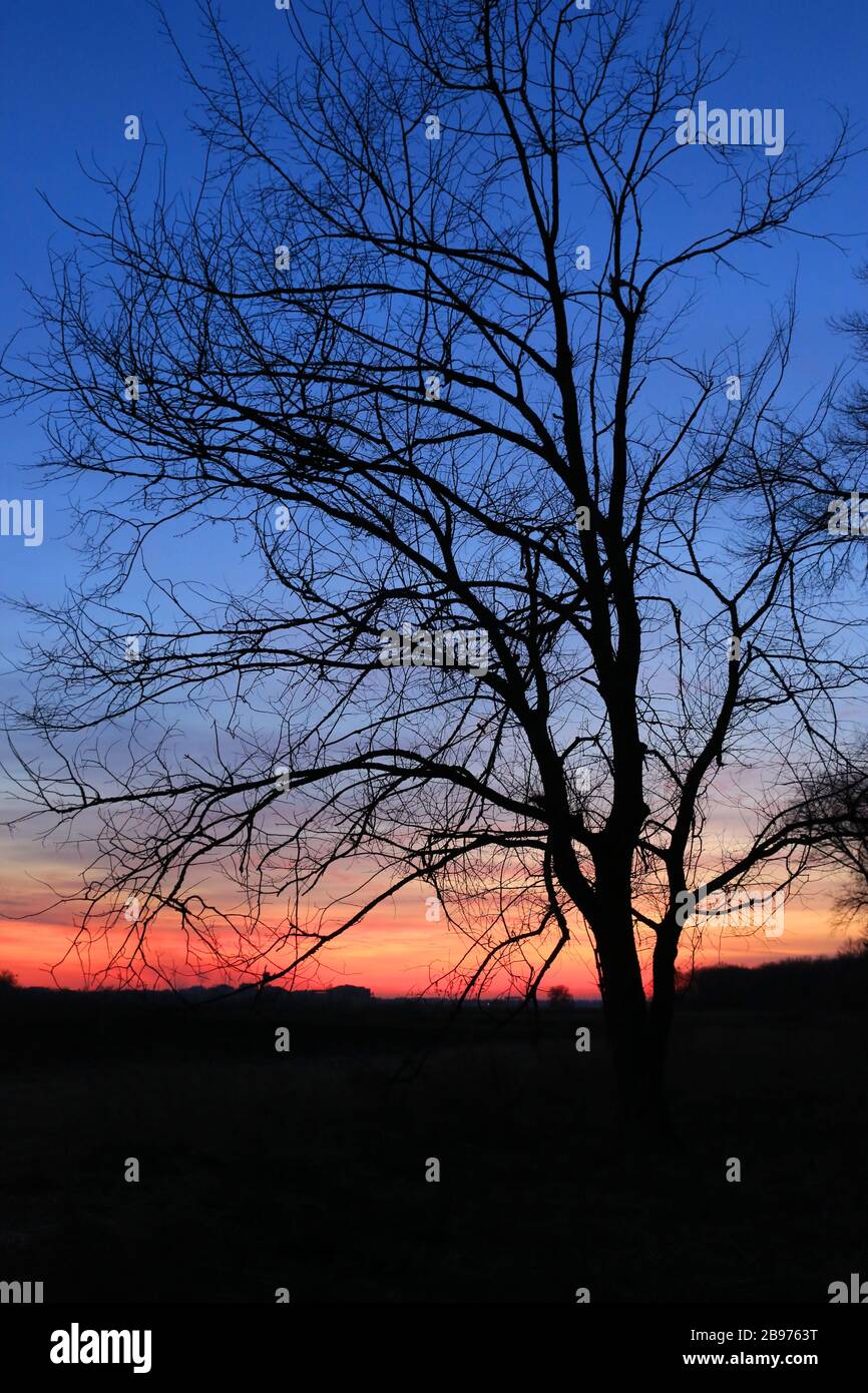 nice evening scene with tree on sunset sky background Stock Photo - Alamy