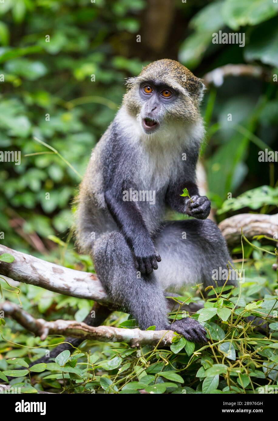 Alone wild hi-res stock photography and images - Alamy