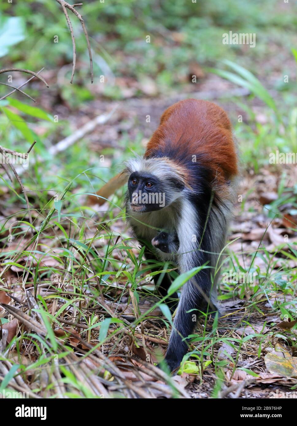 red colobus monkey walk on green meadow in forest Stock Photo - Alamy