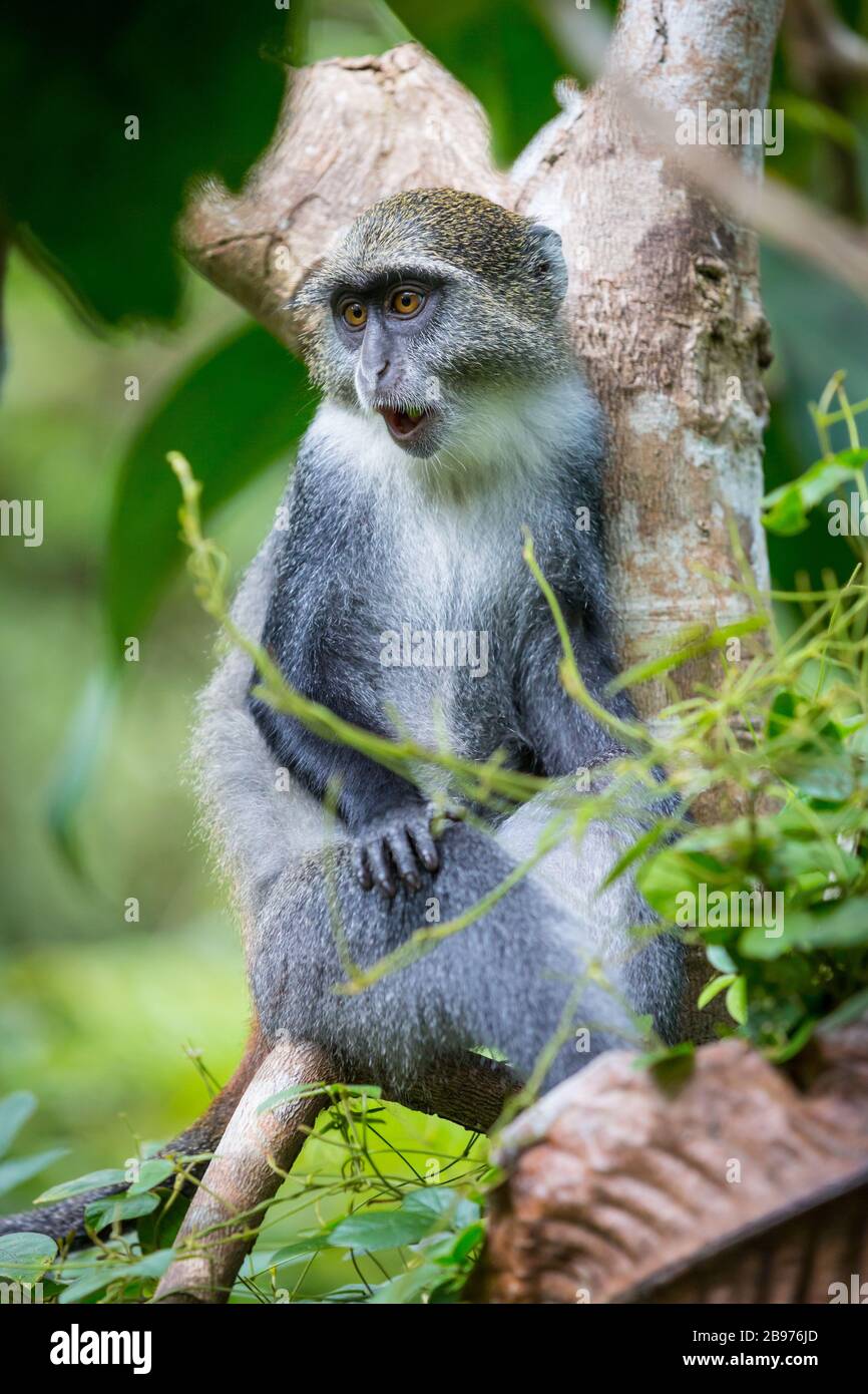 monkey among green trees in jungle Stock Photo - Alamy