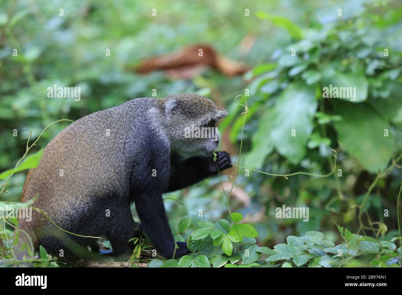 Alone monkey hi-res stock photography and images - Alamy