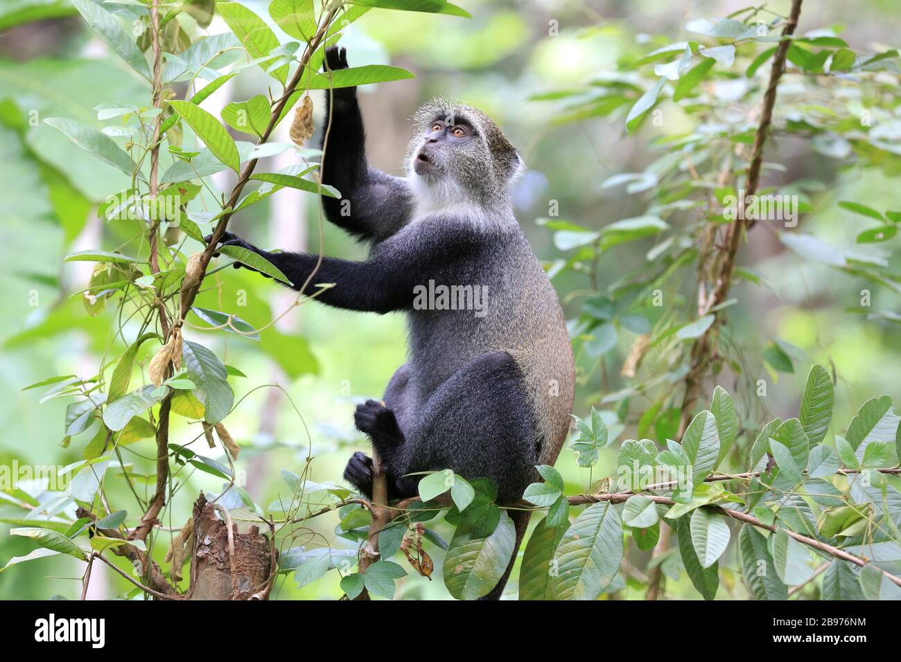 funny monkey on green tree in jungle Stock Photo - Alamy