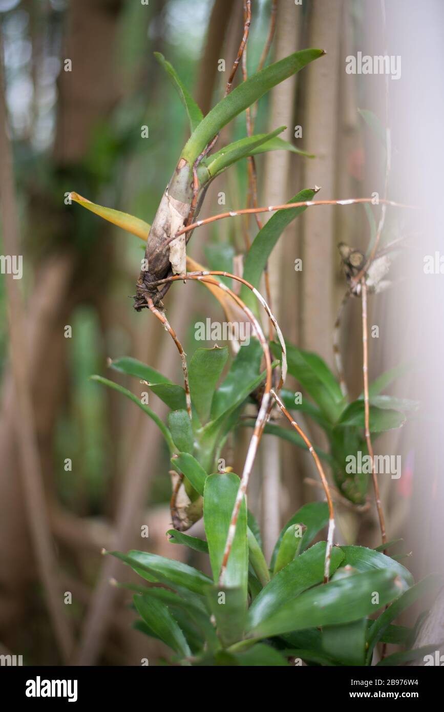 Hanging Orchid Exposed Bare Roots Between Trees in the Princess of ...