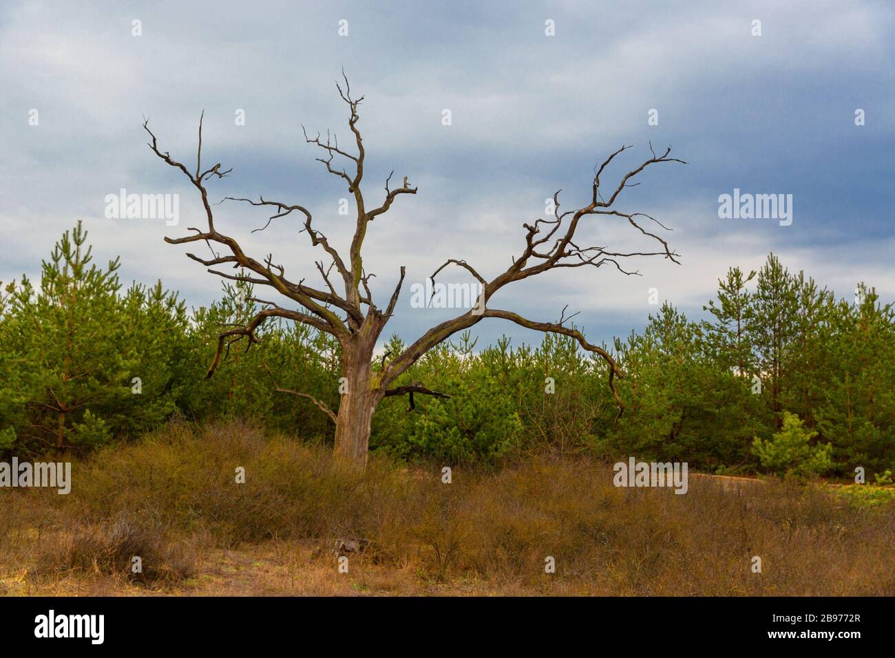 Big old oak dead hi-res stock photography and images - Alamy