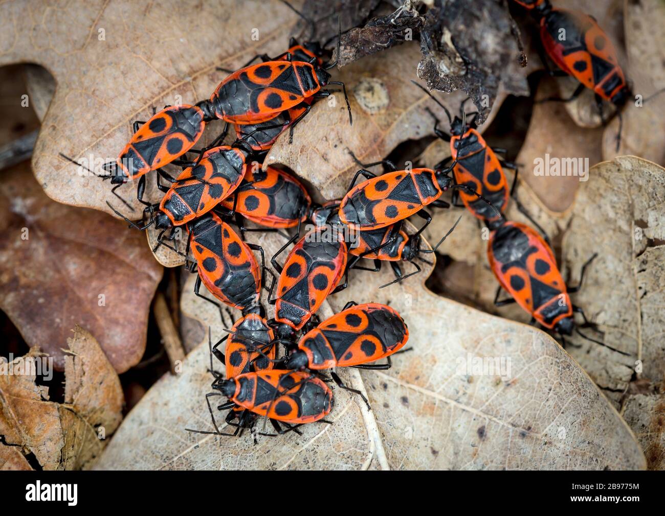 Red oak group hi-res stock photography and images - Alamy