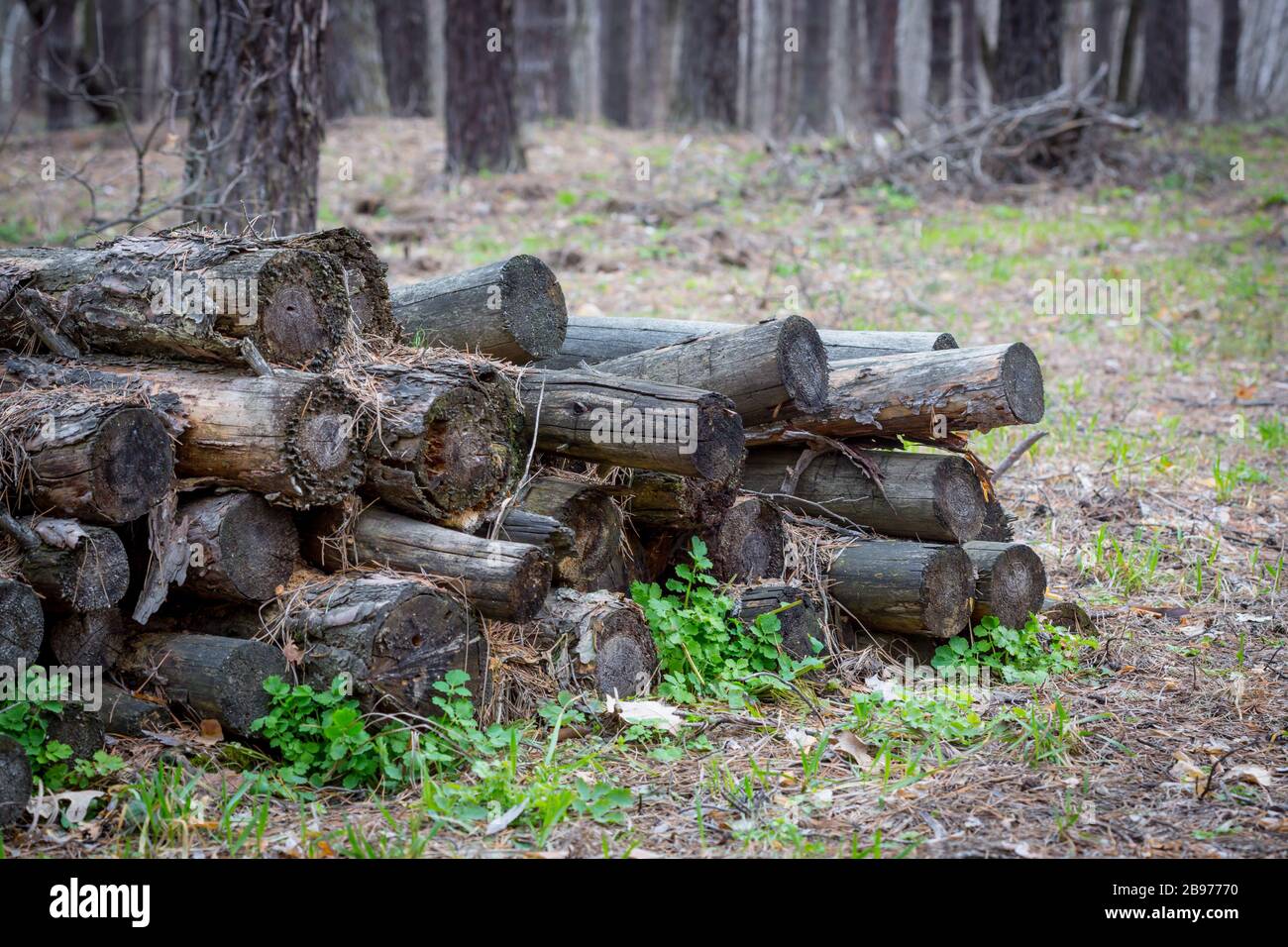 Pine logs in forest hi-res stock photography and images - Alamy