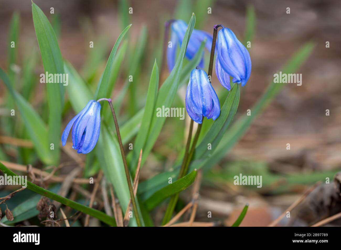 Nice spring flower scilla hi-res stock photography and images - Alamy