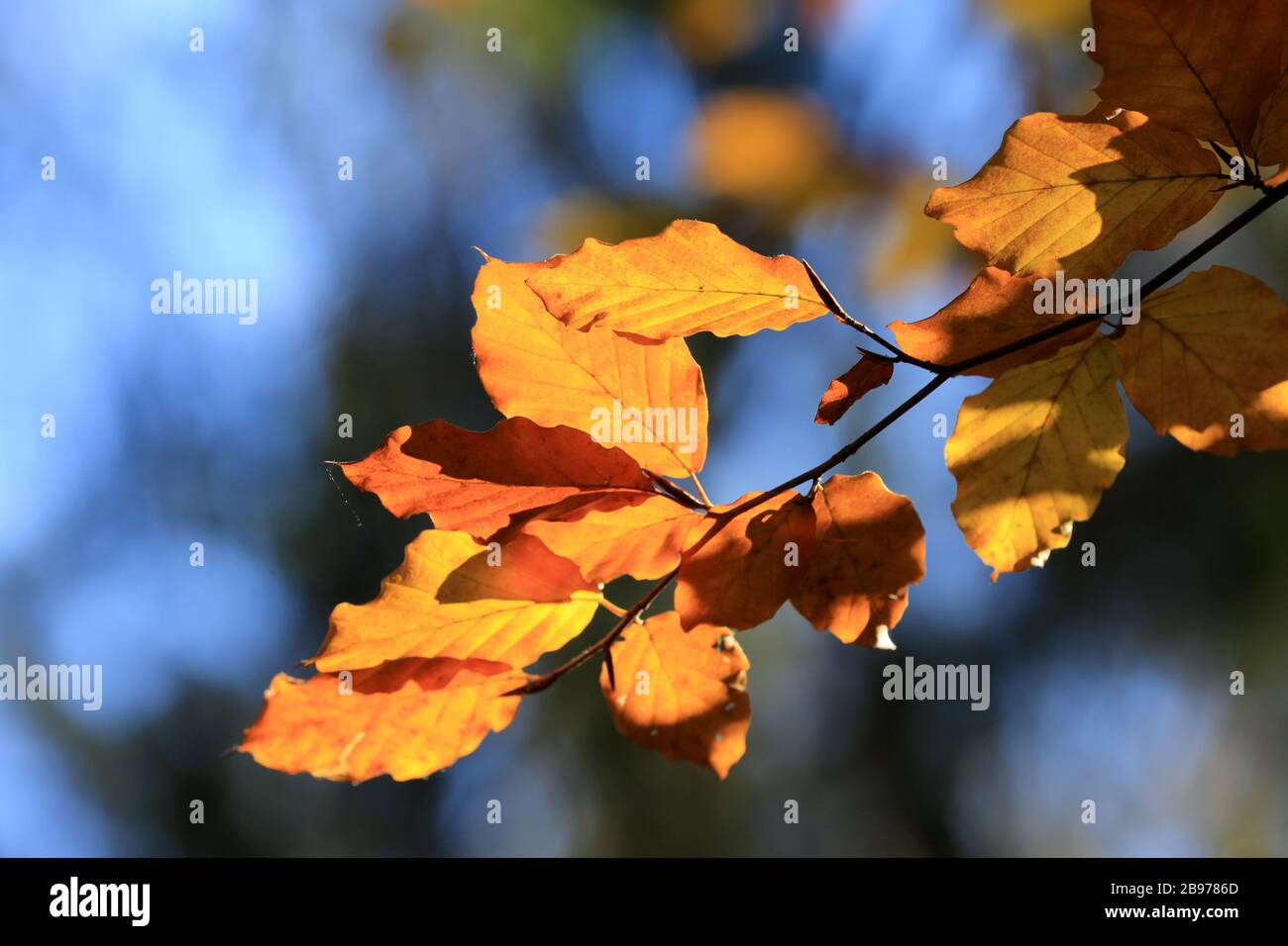 Abstract autumn twig in nice sunny day in forest Stock Photo - Alamy