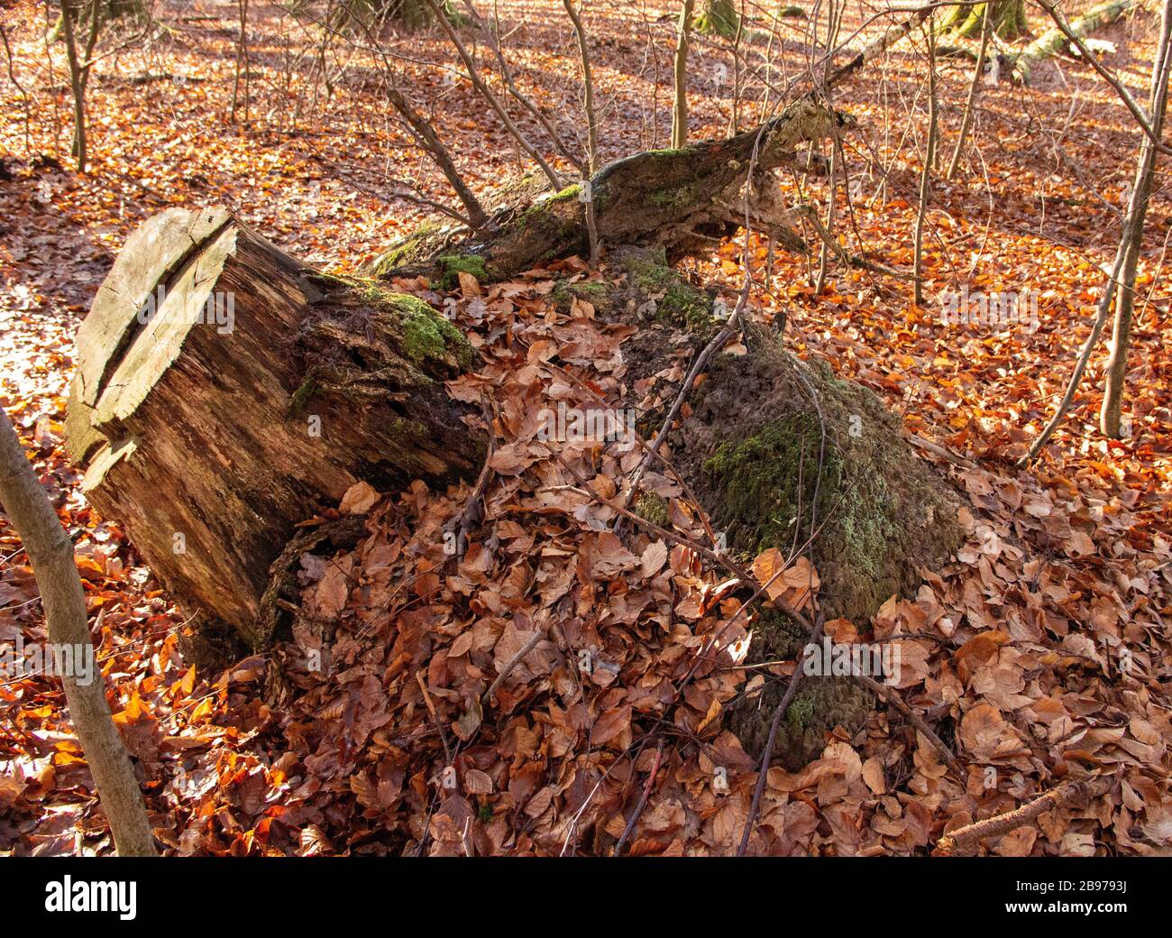a fallen and subsequently felled oak in the Sababburg primeval forest ...