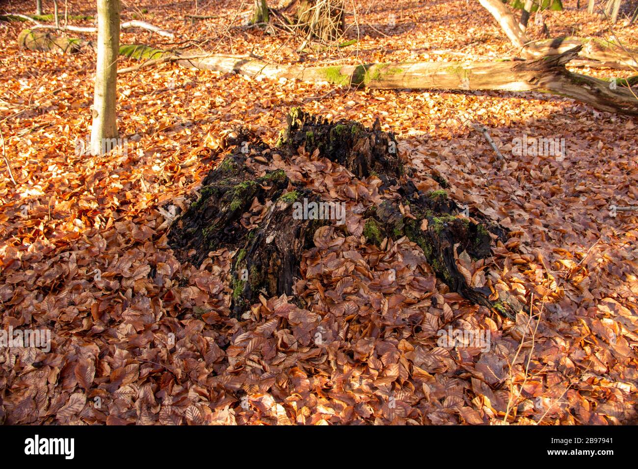 Rotted tree hi-res stock photography and images - Alamy