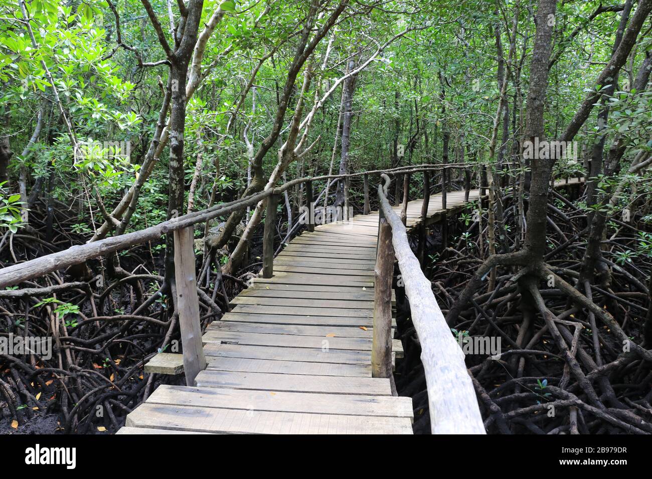 Wooden bridge in deep forest, Zanzibar Stock Photo - Alamy