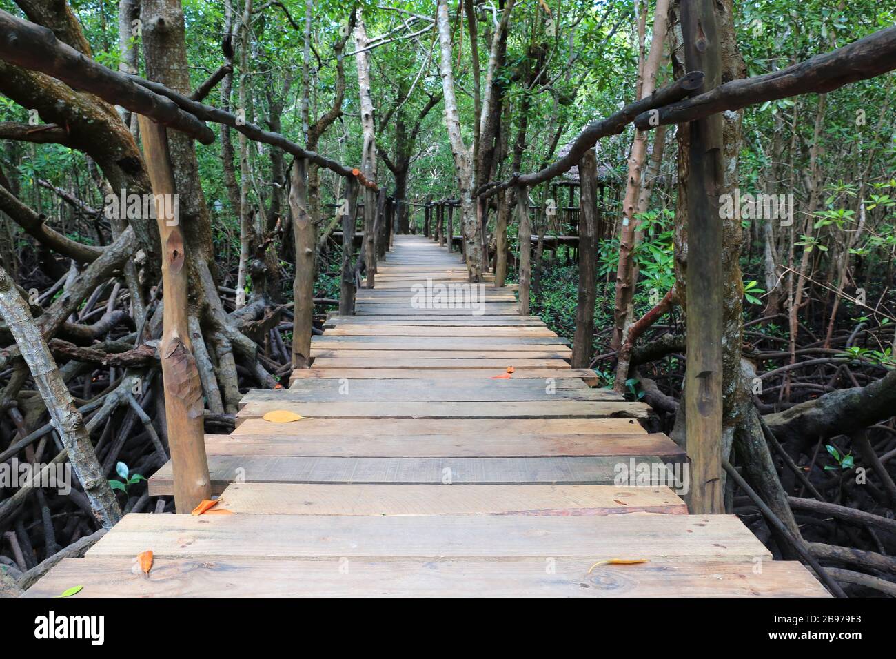 wooden bridge in mangrove forest, Zanzibar Stock Photo - Alamy