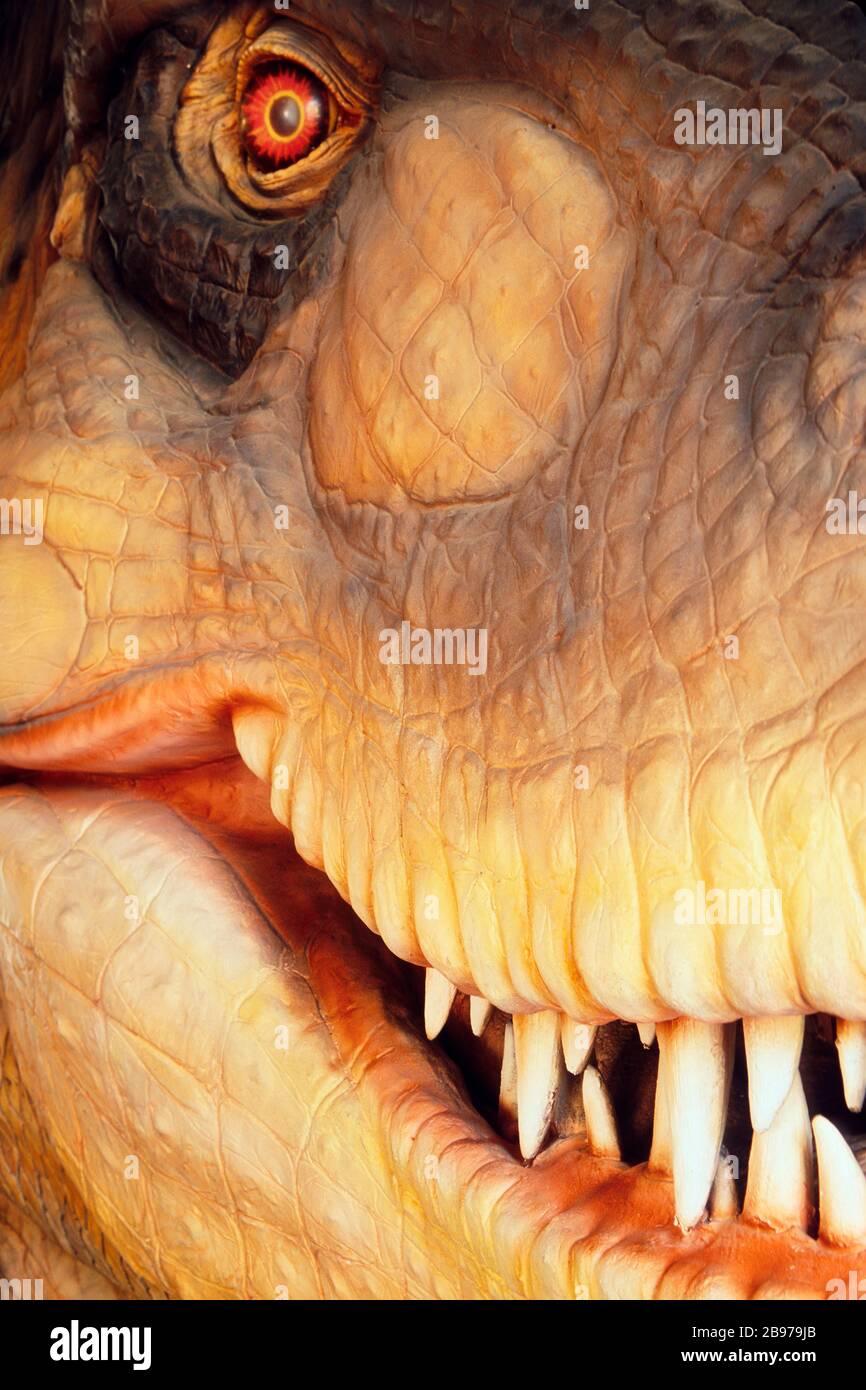 dinosaur tyrannosuarus rex head Stock Photo - Alamy