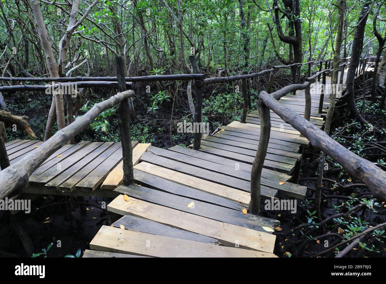 Bridge inside tropical forest hi-res stock photography and images - Alamy
