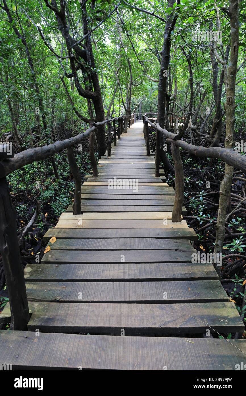 Bridge inside tropical forest hi-res stock photography and images - Alamy