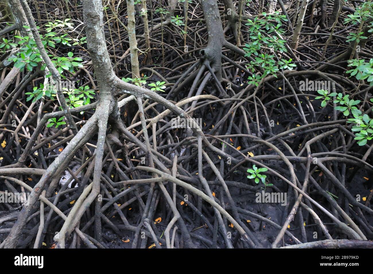 root of mangrove trees in jungle, Zanzibar Stock Photo - Alamy