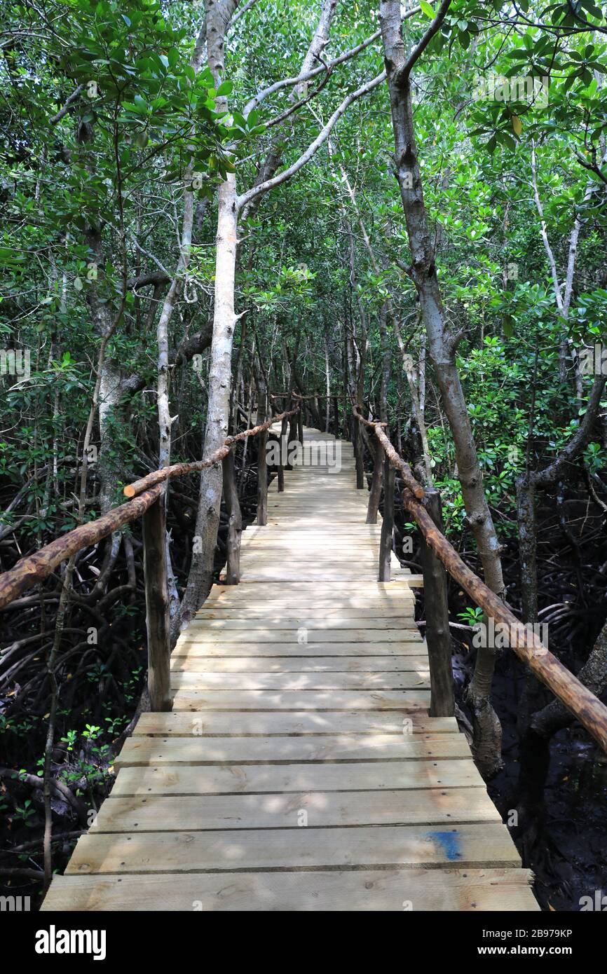 Bridge inside tropical forest hi-res stock photography and images - Alamy